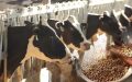 Corn Gluten Feed-Composition and Feeding Value for Beef and Dairy ...
